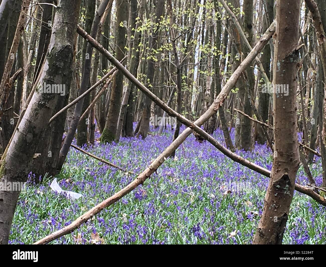 Bluebell woods kent hi-res stock photography and images - Alamy