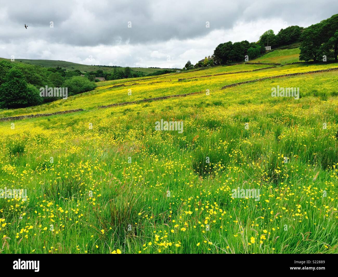 Yorkshire countryside in spring Stock Photo - Alamy