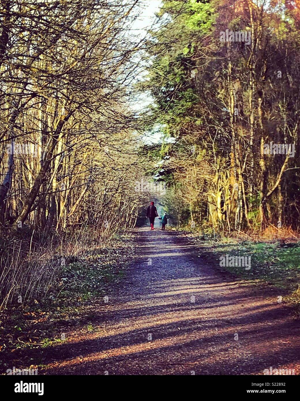 Kent forest walks winter hi-res stock photography and images - Alamy