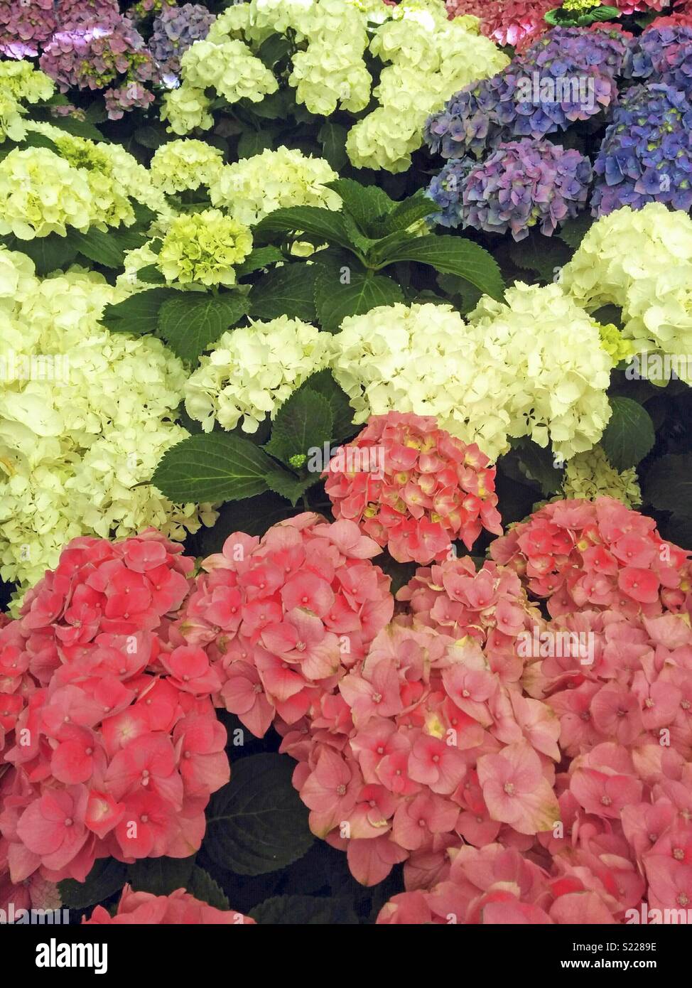 Big leaf hydrangea hi-res stock photography and images - Alamy