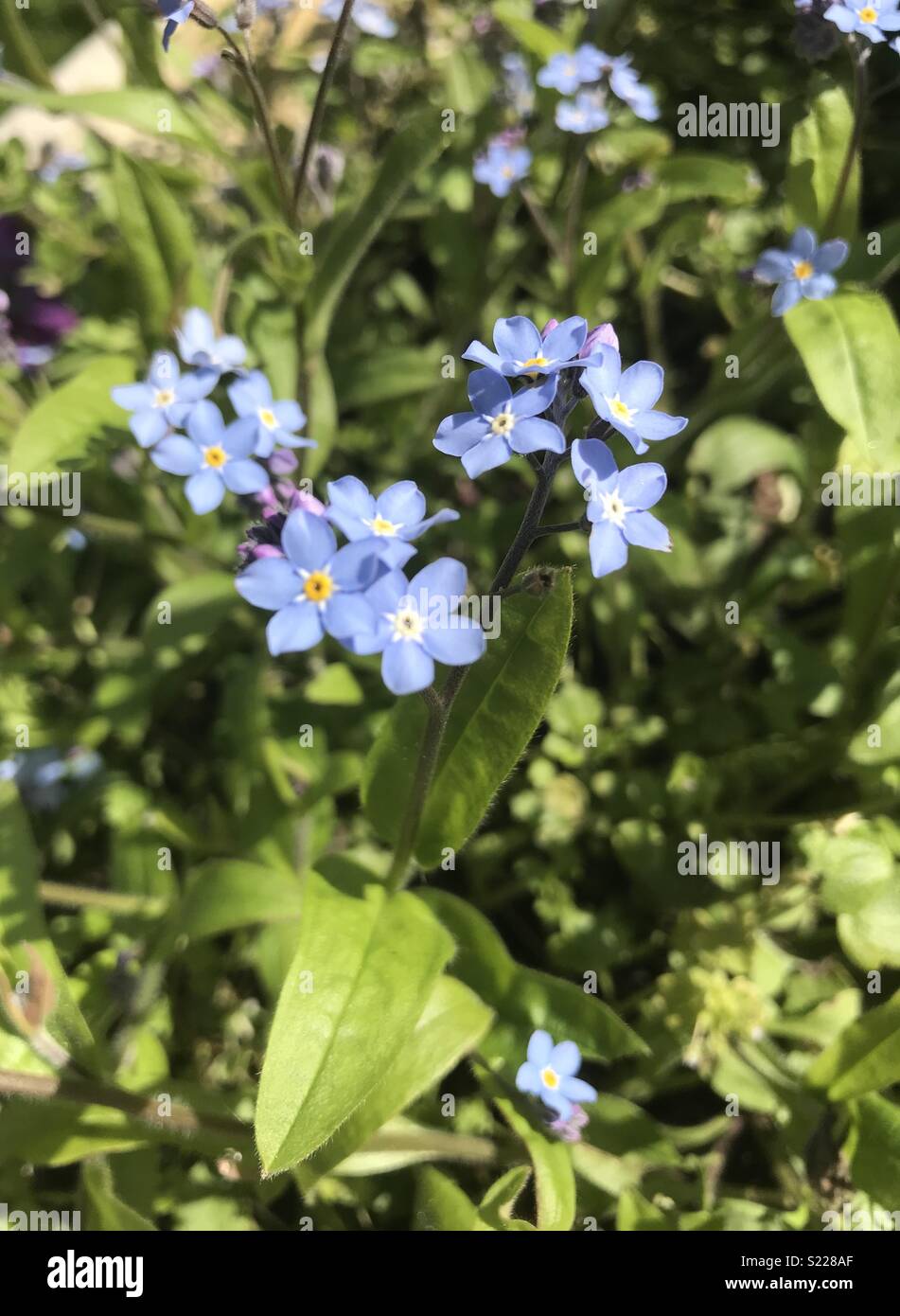 The true forget me not hi-res stock photography and images - Alamy