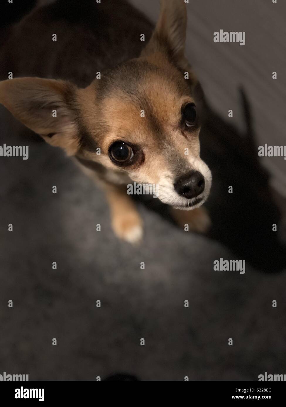 Small dog looking worried Stock Photo - Alamy