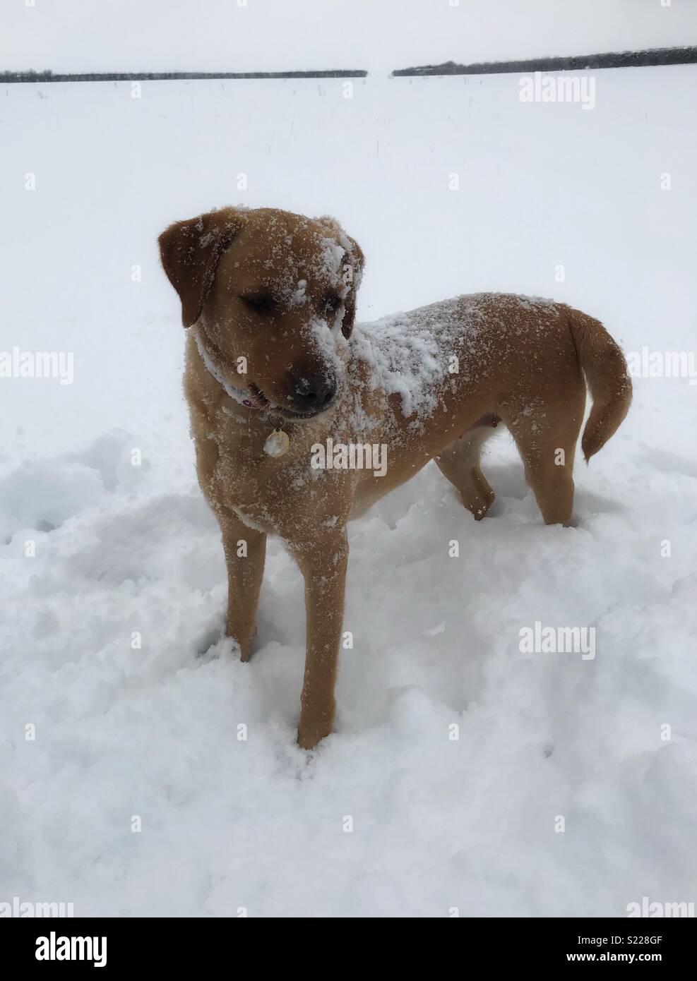 Dog covered in snow Stock Photo - Alamy