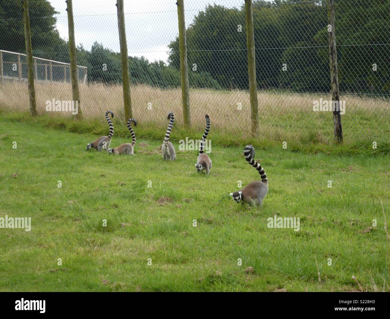 Zoo lemurs hi-res stock photography and images - Alamy