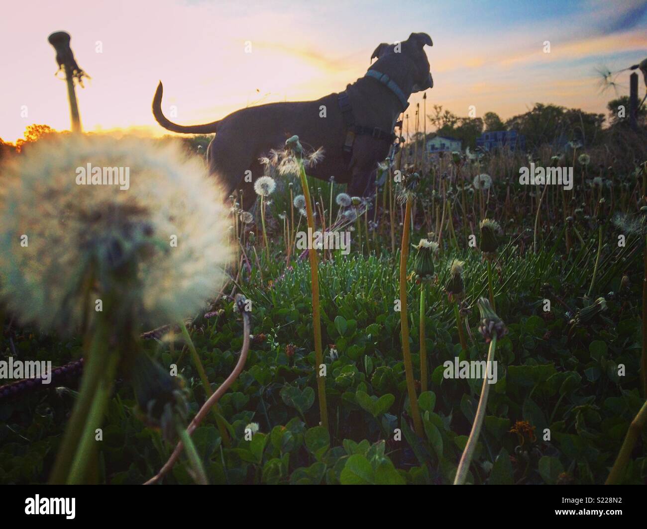 Morning dog walks in the spring Stock Photo - Alamy
