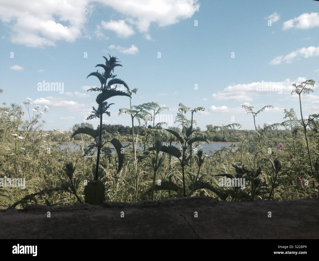 Lakeside plants hi-res stock photography and images - Alamy