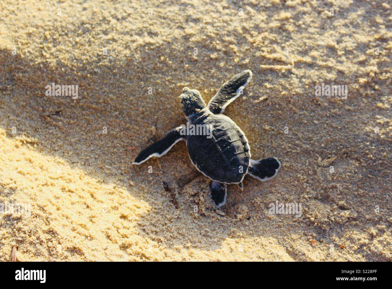 Newborn baby green turtle in the sand Stock Photo - Alamy