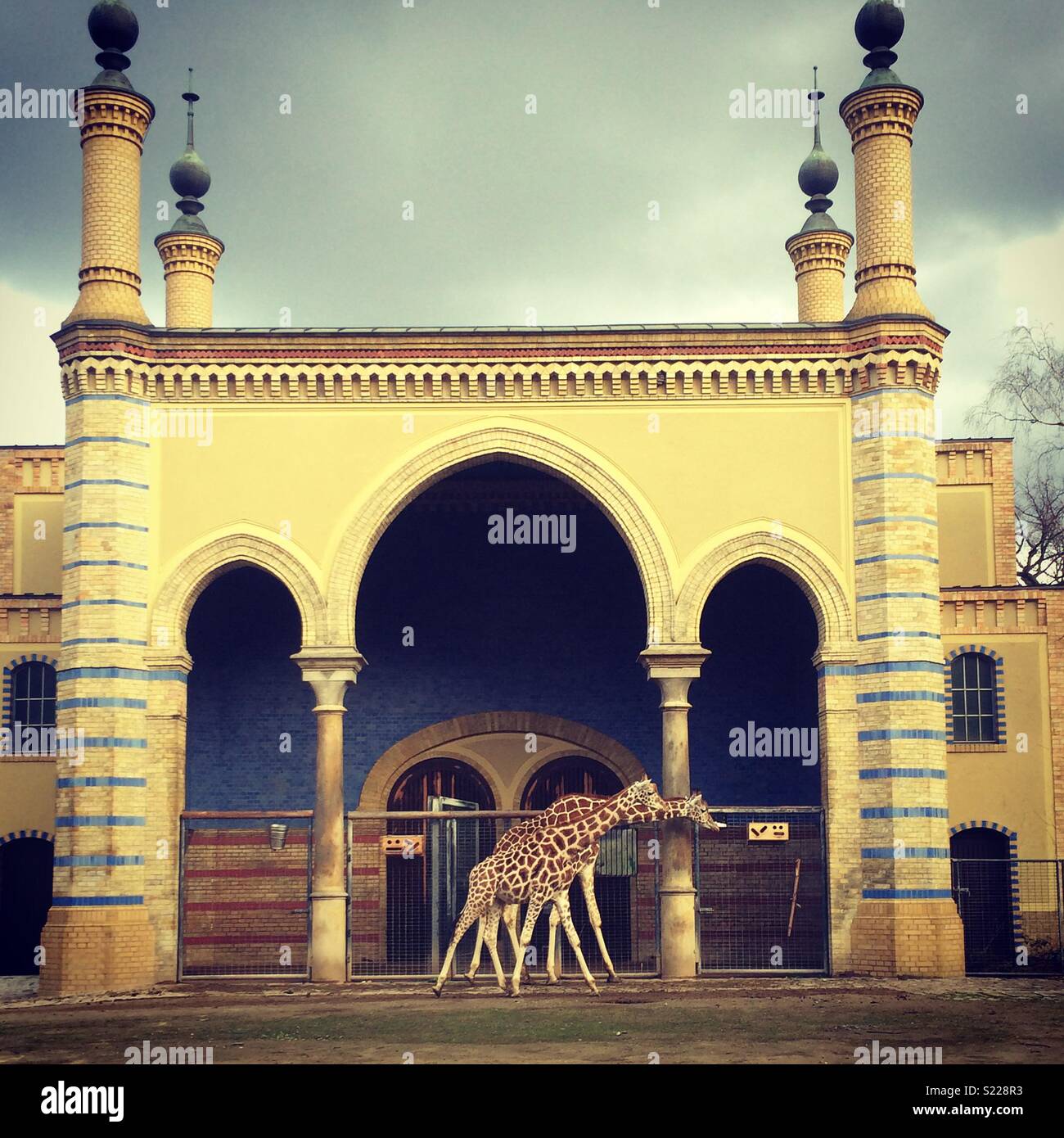 Berlin Zoo Giraffe Stock Photos & Berlin Zoo Giraffe Stock Images - Alamy