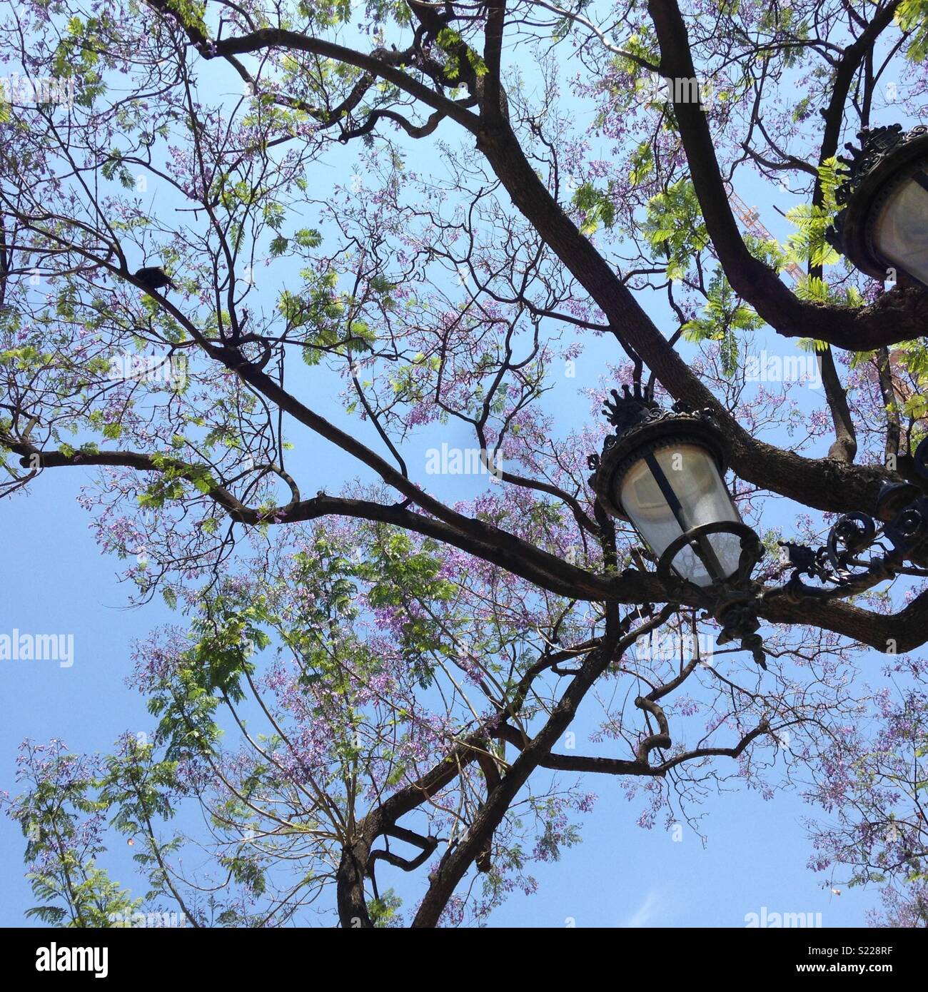 Blossoming tree with streetlight Stock Photo - Alamy