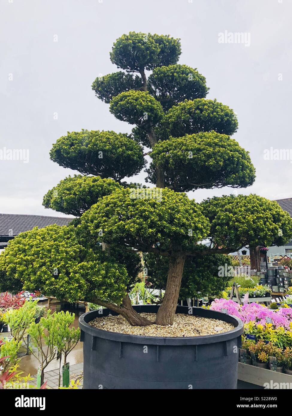 Cloud tree hi-res stock photography and images - Alamy