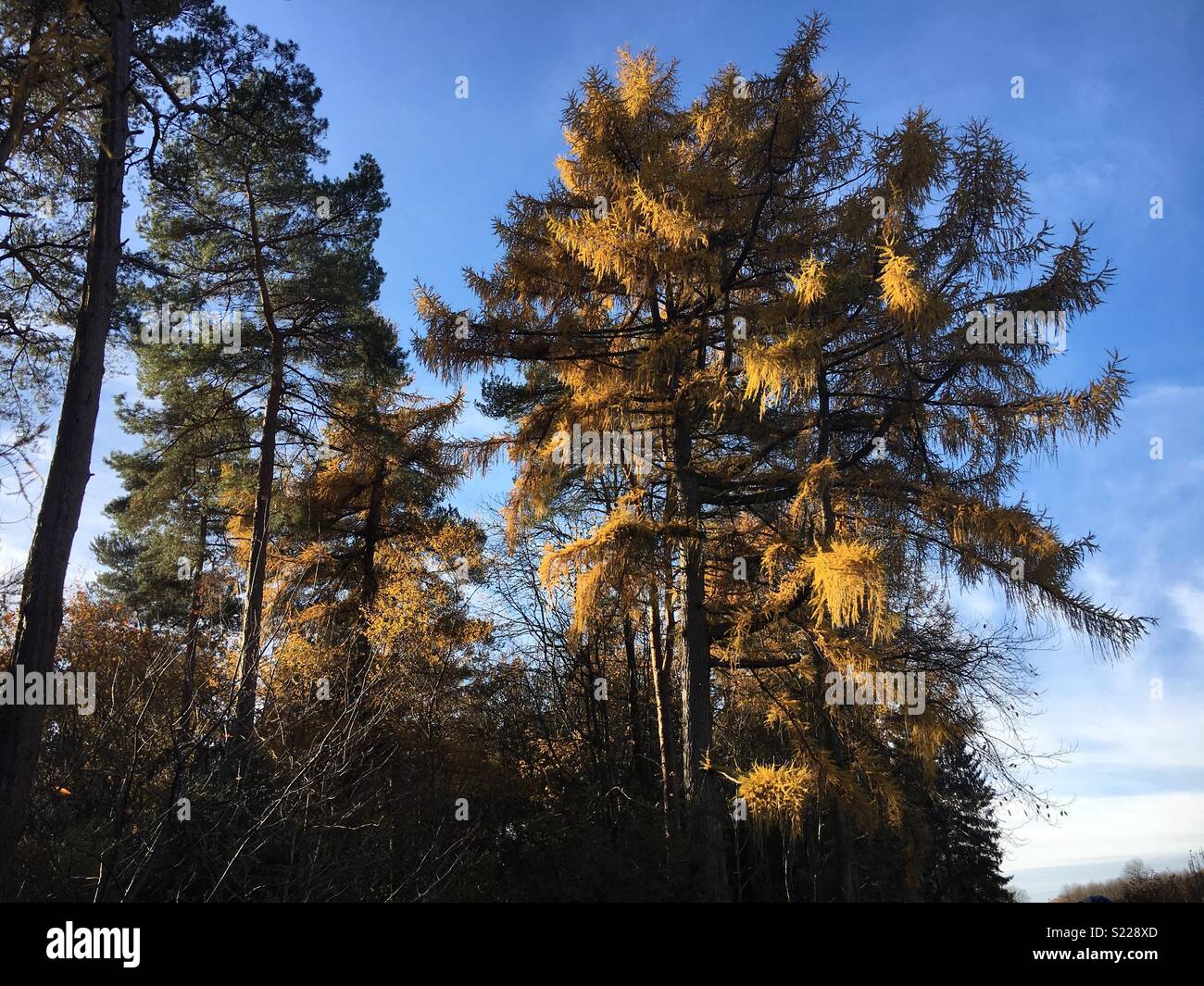 Sun soaked tree Stock Photo - Alamy
