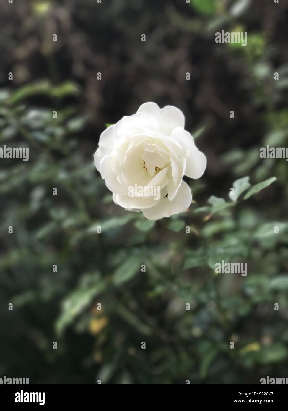 White rose beauty hi-res stock photography and images - Alamy