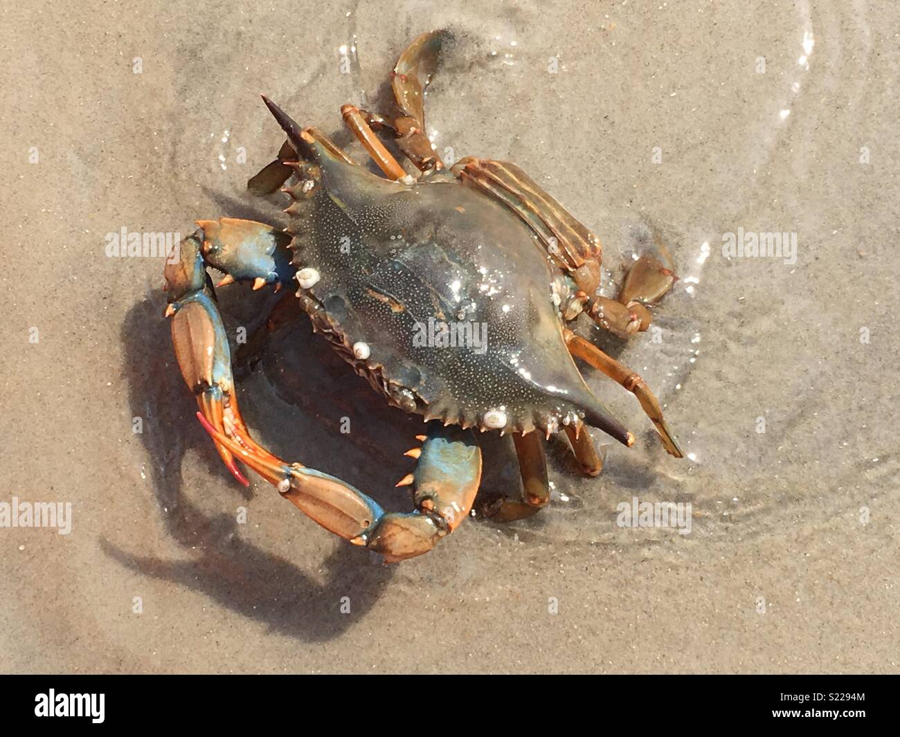 Crab carolina hi-res stock photography and images - Alamy