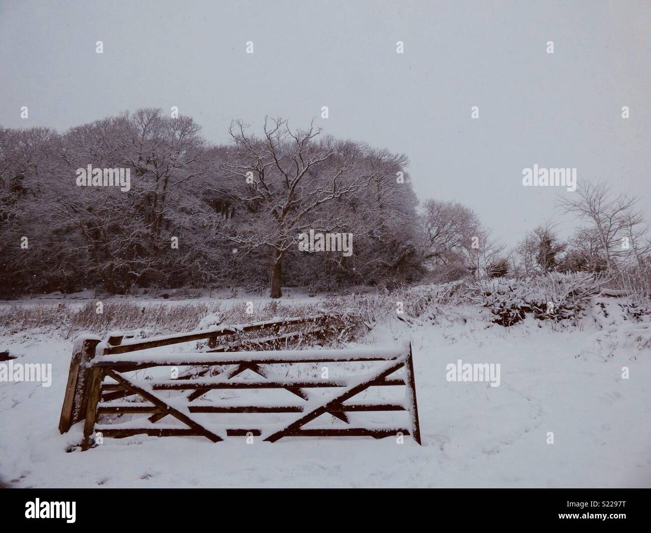 Wooden gate in the snow, looking towards woods Stock Photo - Alamy