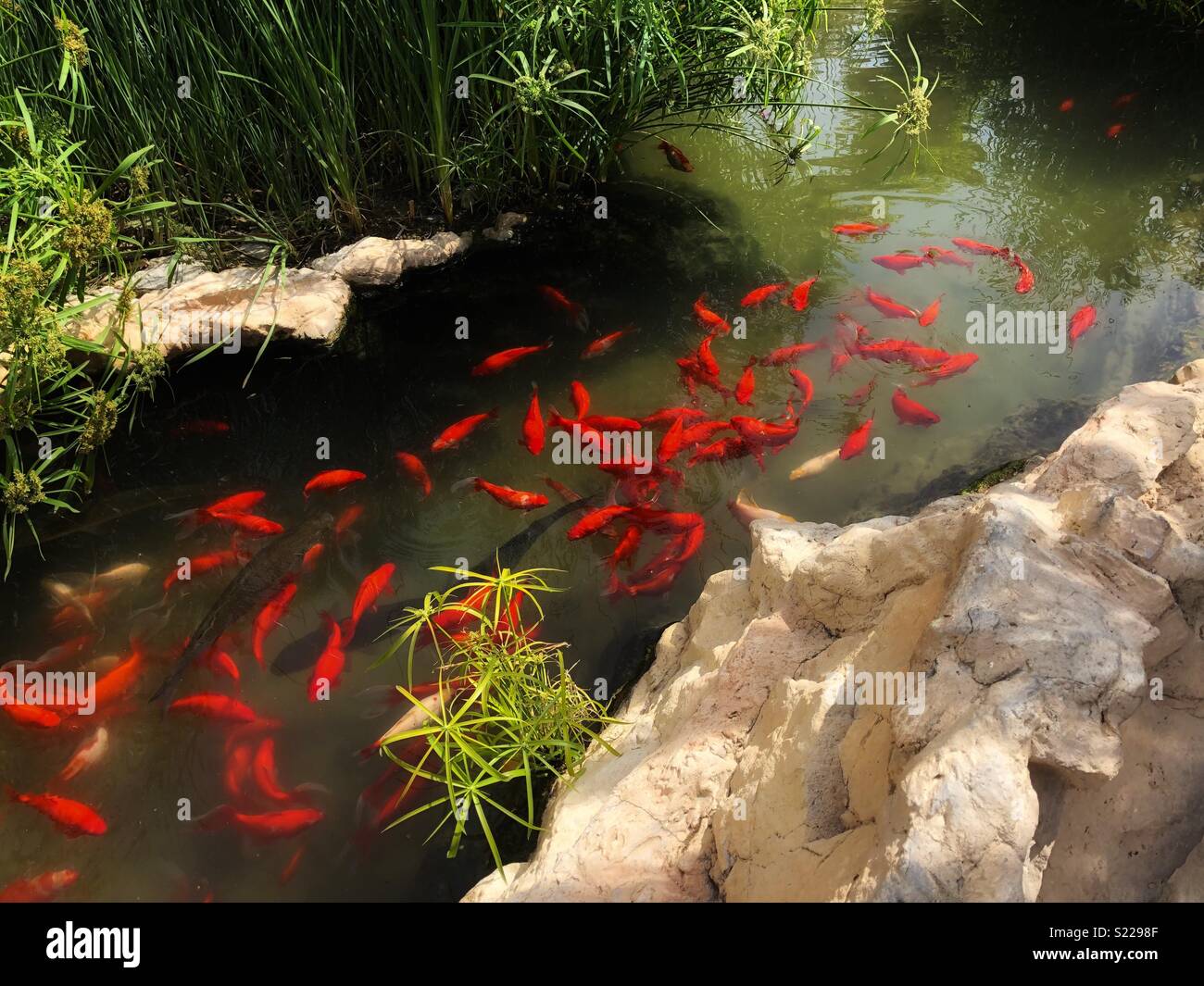 Goldfish pond hi-res stock photography and images - Alamy