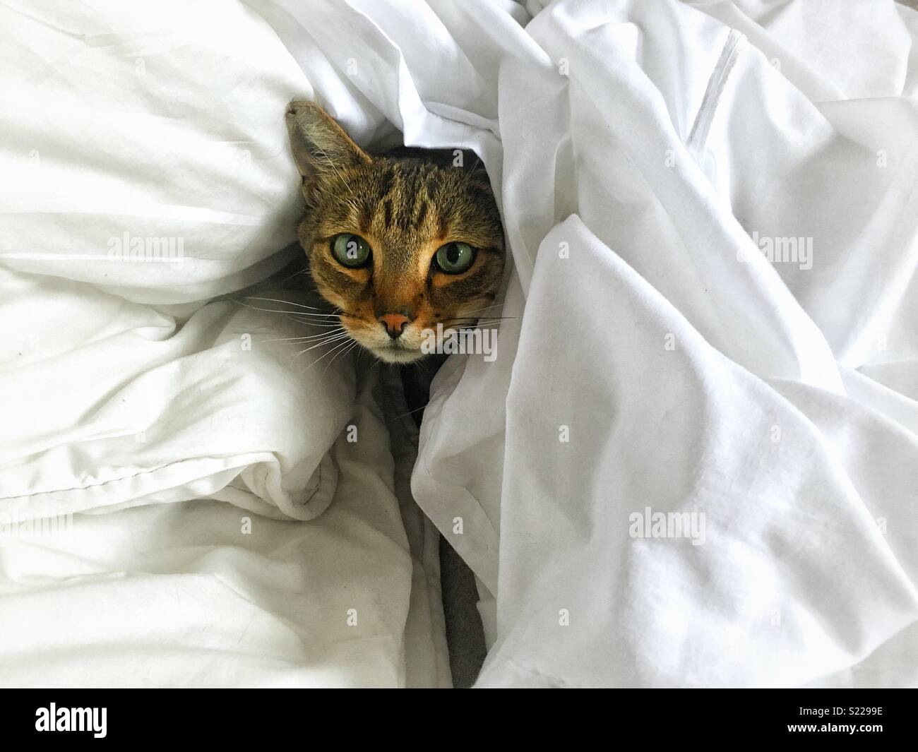 Cat in sheets hi-res stock photography and images - Alamy