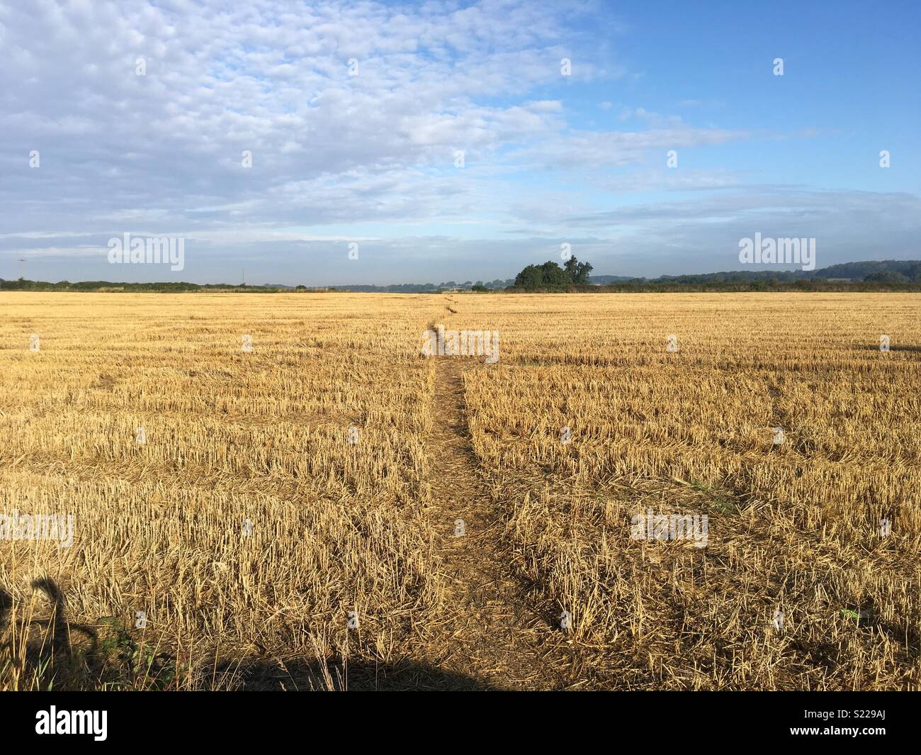 Path field wheat hi-res stock photography and images - Alamy