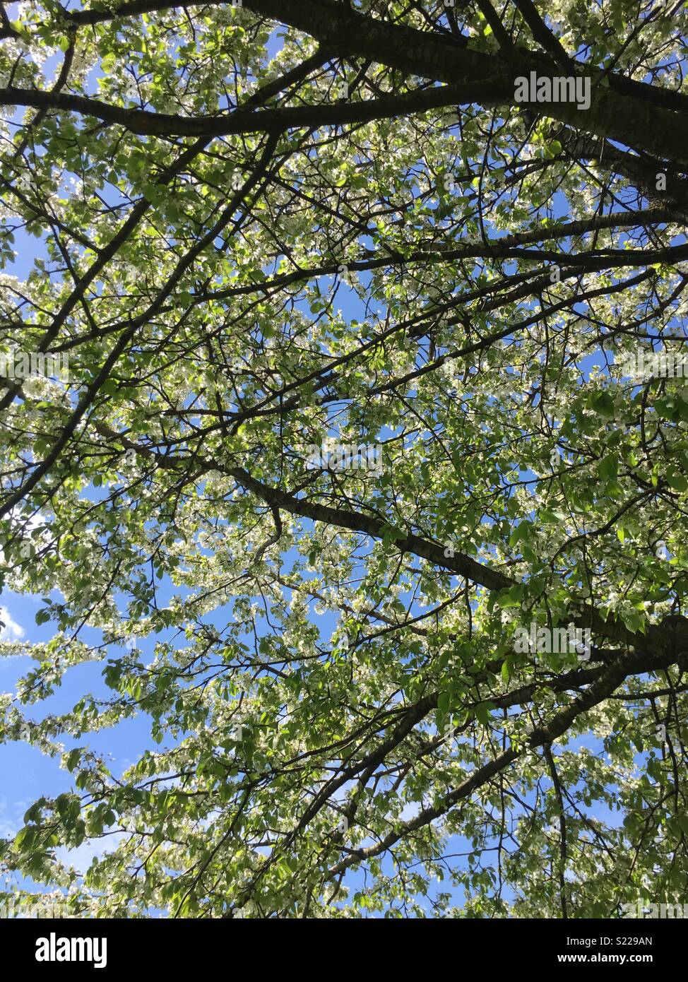 Pretty blossom hi-res stock photography and images - Alamy