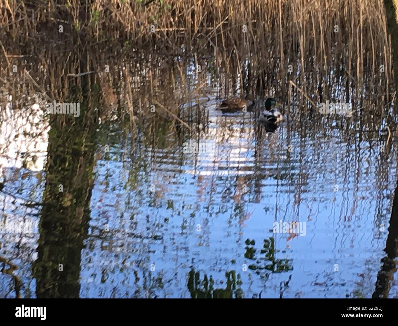 Ripples pond hi-res stock photography and images - Alamy