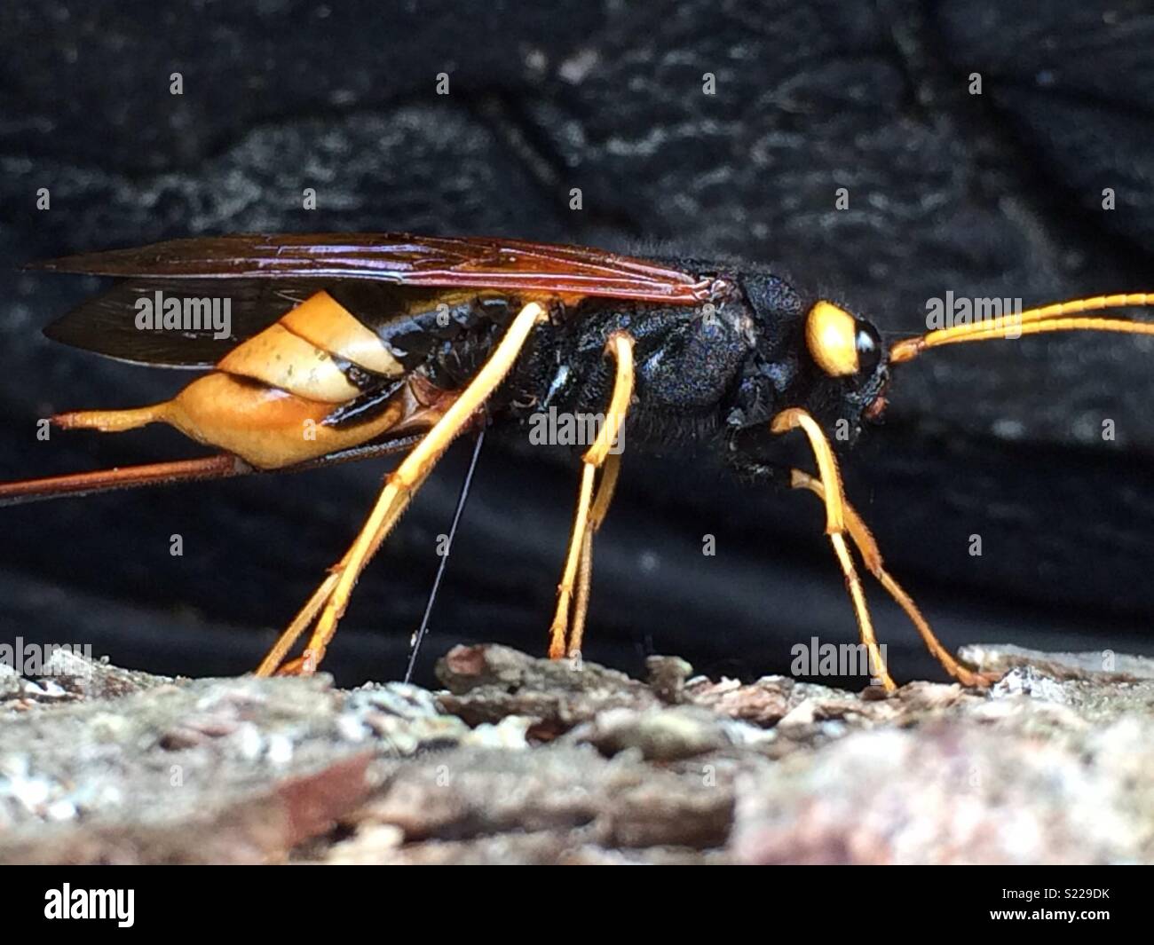 Wood wasp hi-res stock photography and images - Alamy