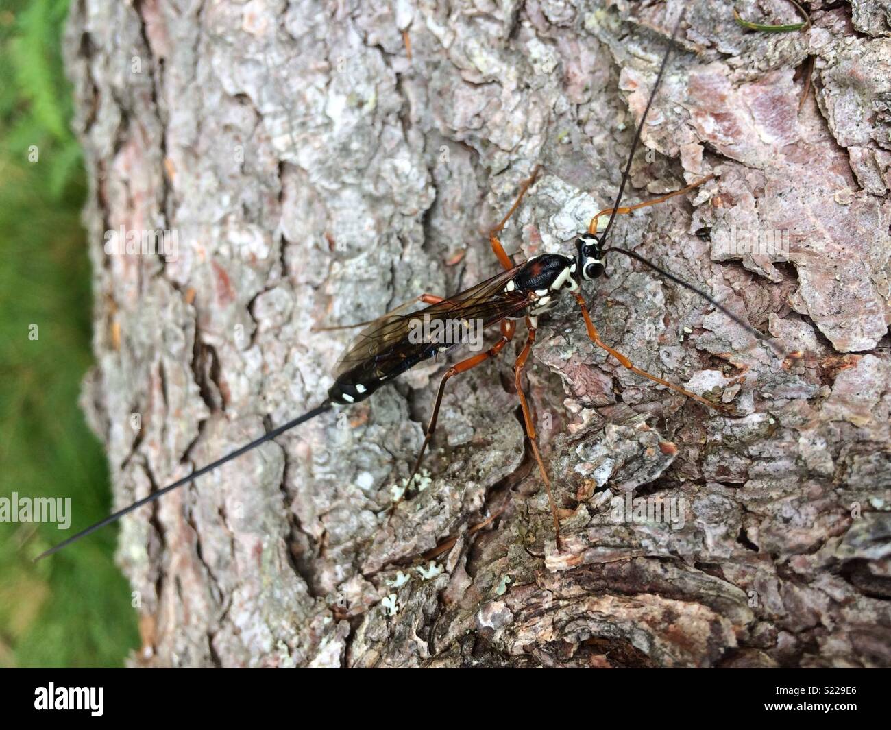 Wood wasp hi-res stock photography and images - Alamy