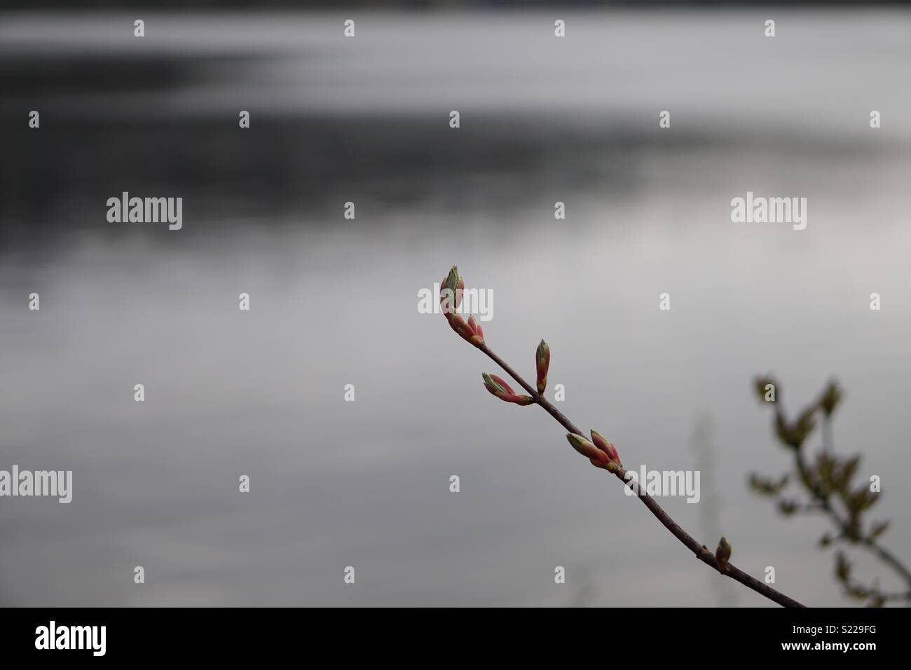 Spring flowers trees hi-res stock photography and images - Alamy
