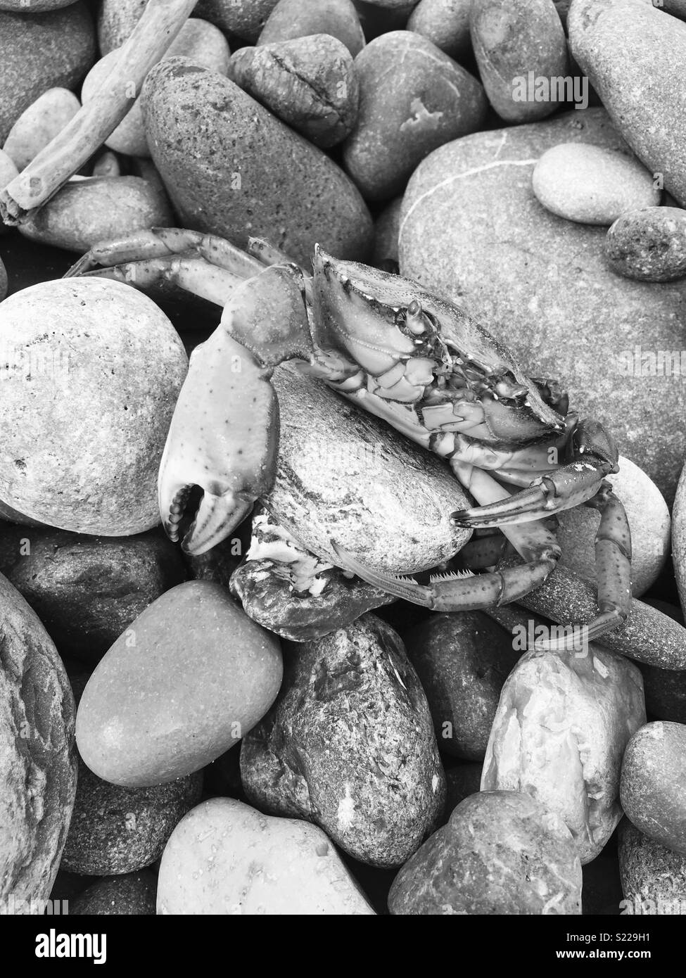 Crab on Rocks Stock Photo - Alamy