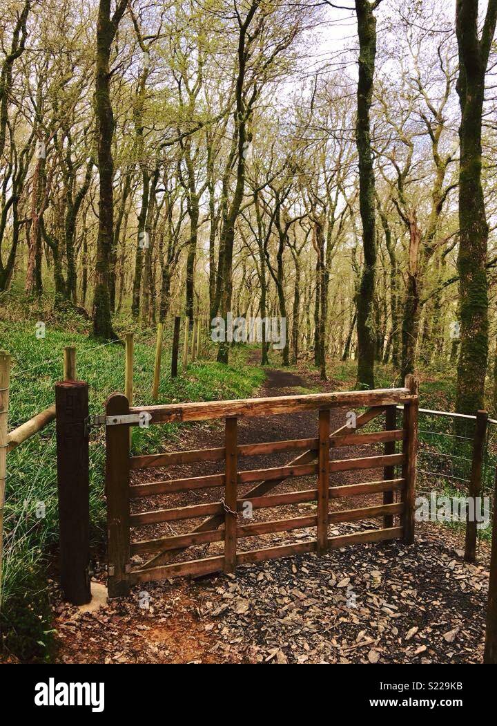 Gate in woods Stock Photo - Alamy