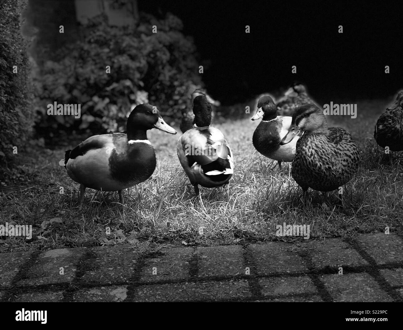 Hanging ducks hi-res stock photography and images - Alamy