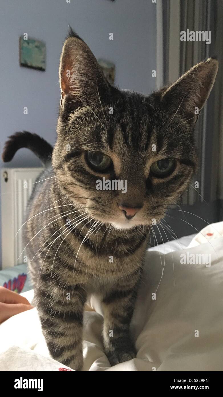 Gorgeous tabby cat hi-res stock photography and images - Alamy