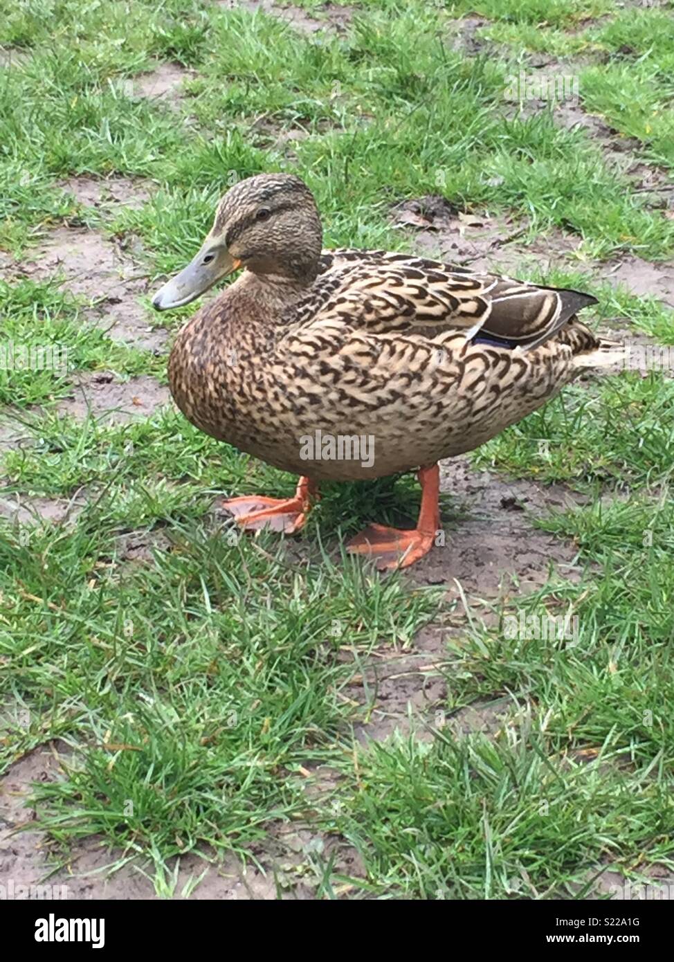 Mrs duck hi-res stock photography and images - Alamy