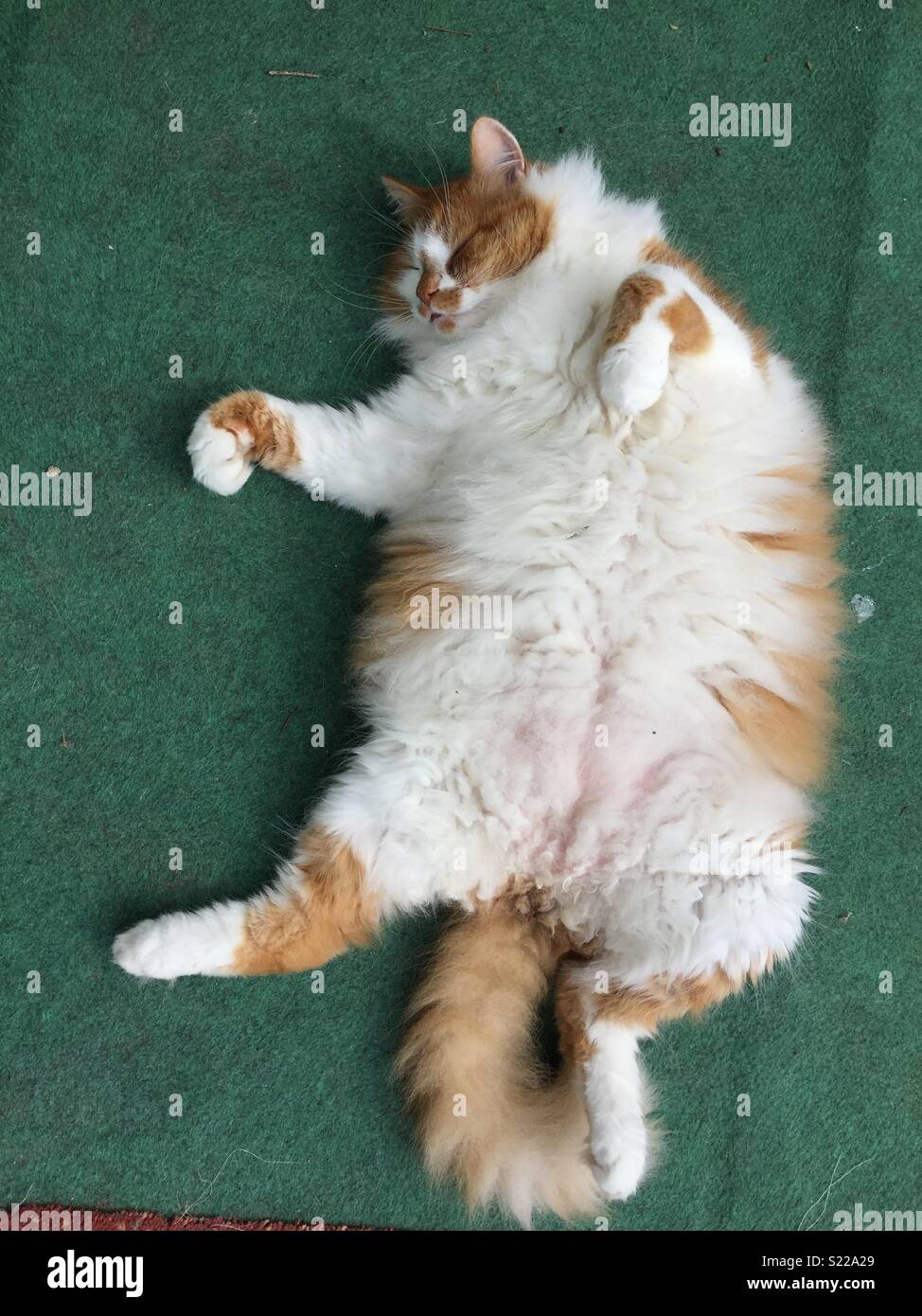 Sun bathing cat Stock Photo - Alamy