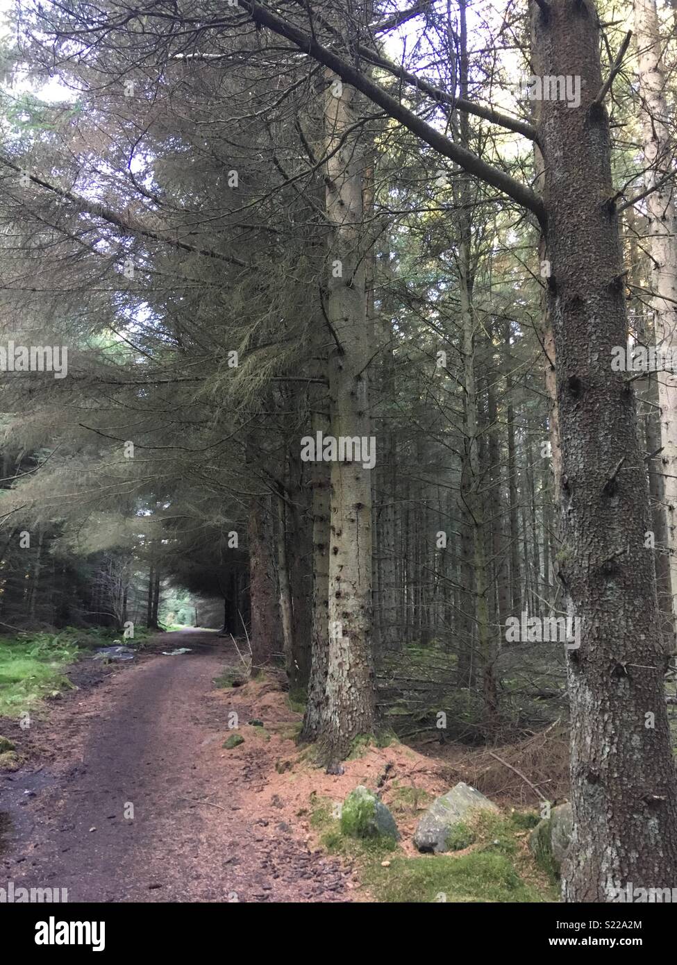 Walk forests hi-res stock photography and images - Alamy