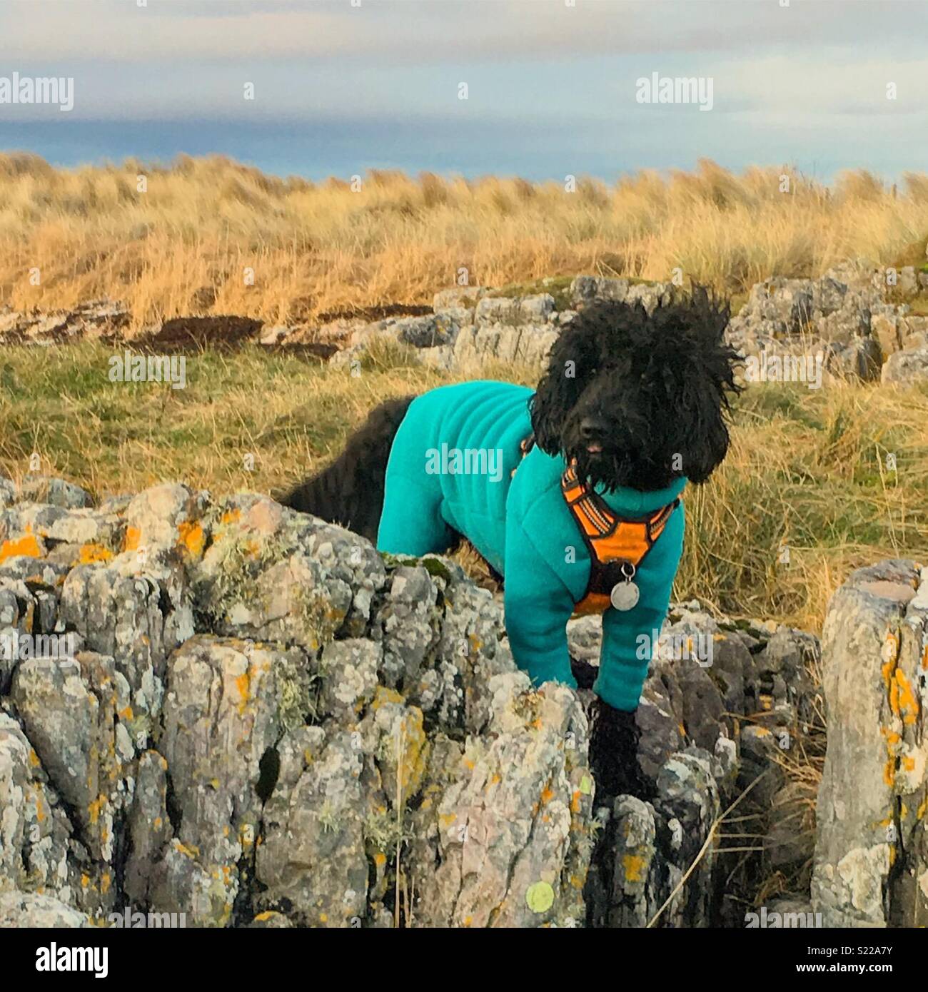 Dog_walk hi-res stock photography and images - Alamy