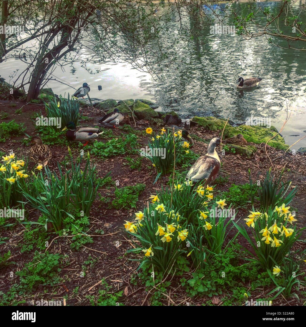 Puddle duck hi-res stock photography and images - Alamy