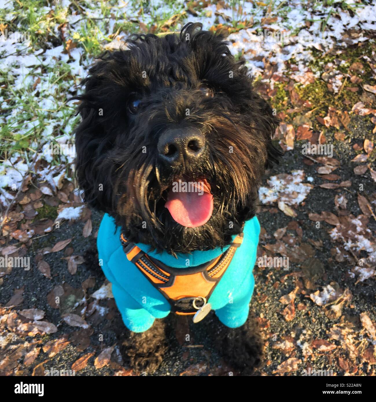 Happy dog smiling hi-res stock photography and images - Alamy
