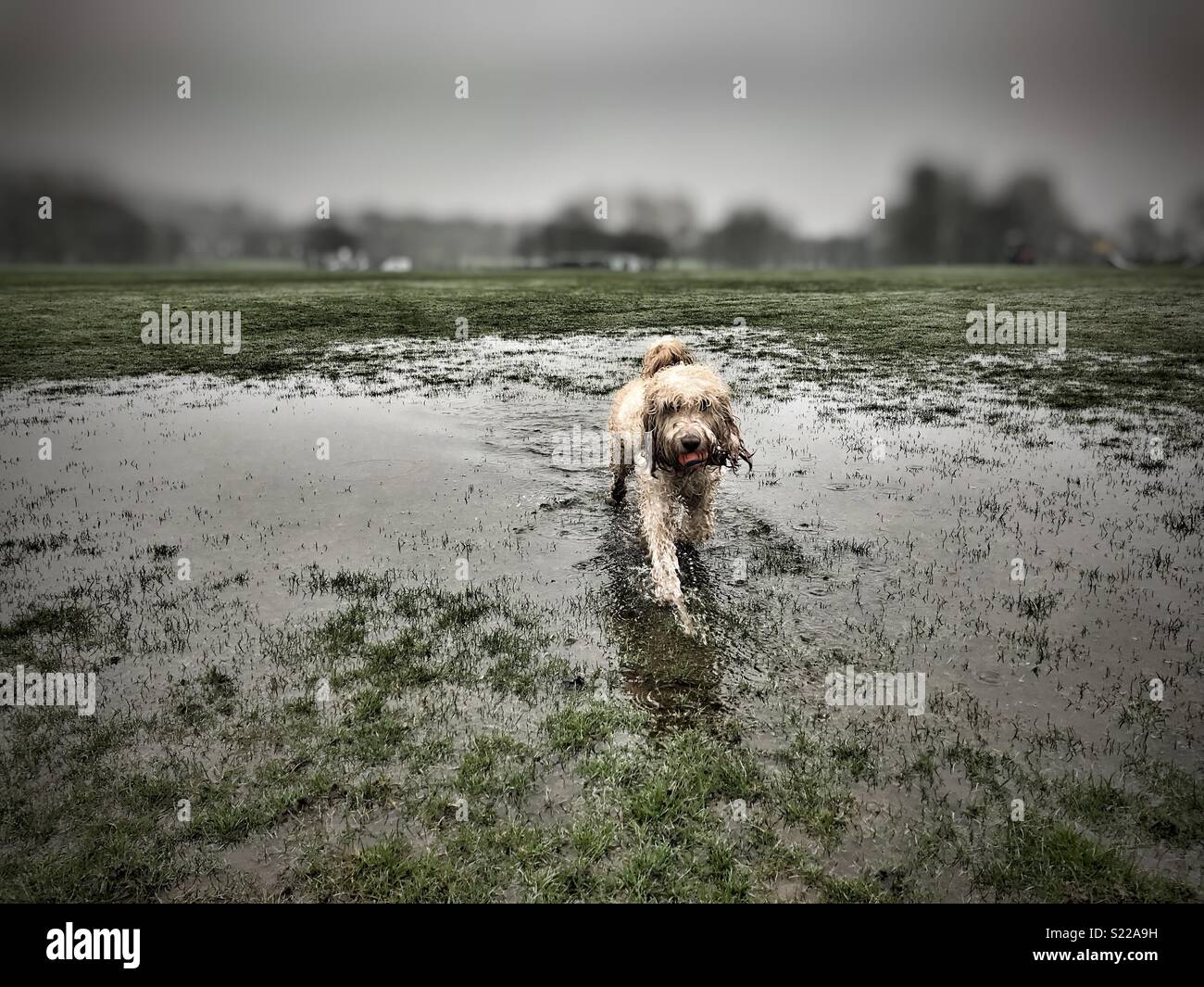 Cockapoo dog running through puddle with ball on a wet day Stock Photo ...