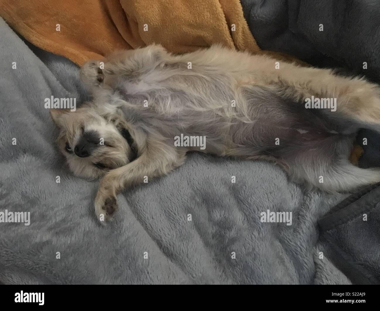 Pomchi Stock Photos & Pomchi Stock Images - Alamy