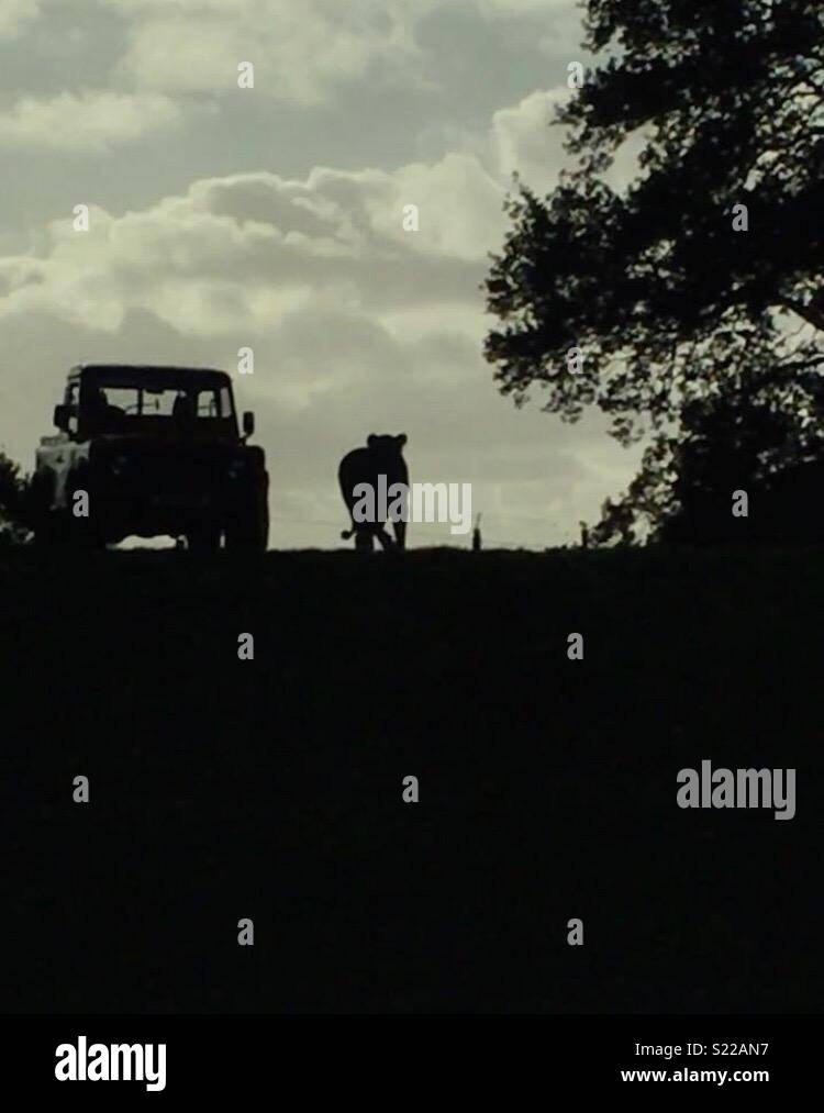 Lion at dusk hi-res stock photography and images - Alamy