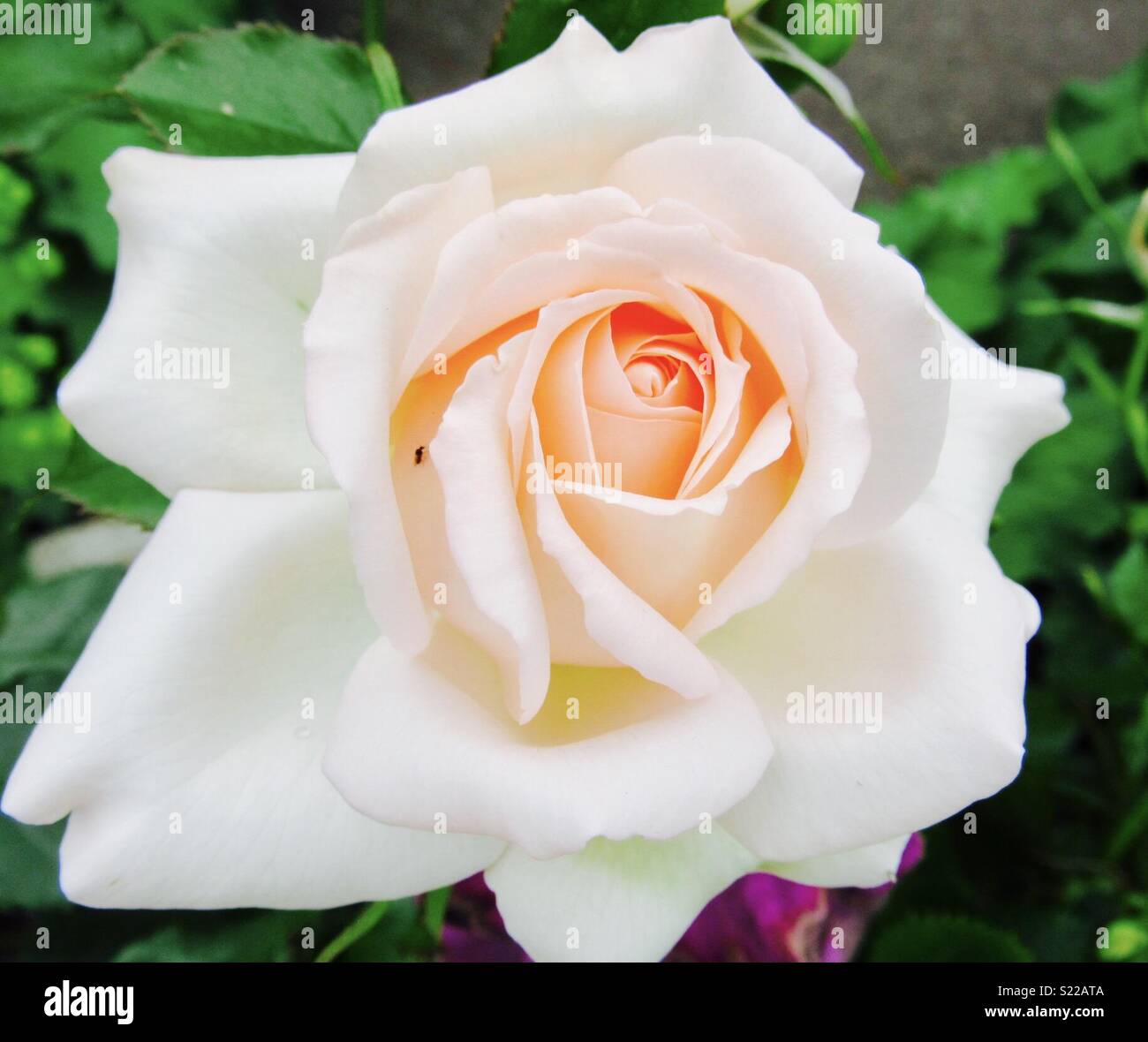 Beauty of the rose hi-res stock photography and images - Alamy