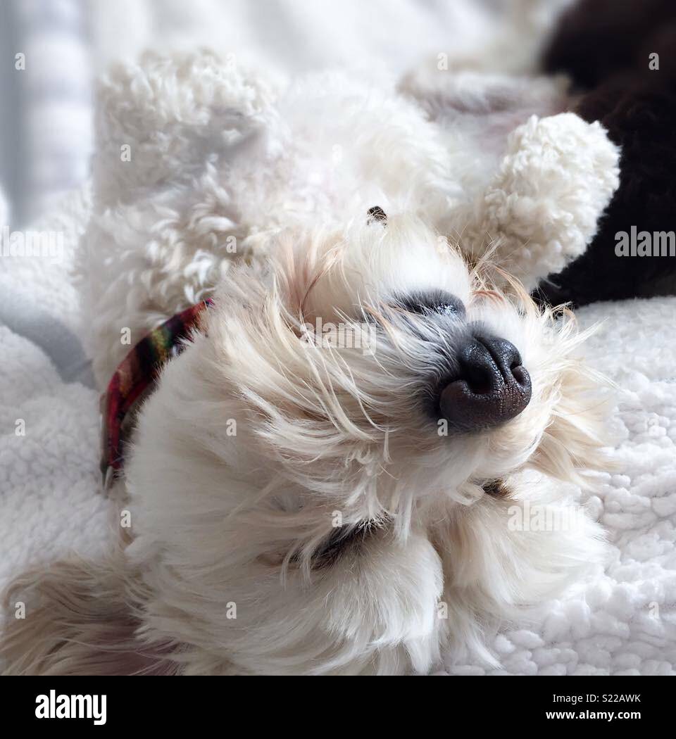 Cavapoo Dogs High Resolution Stock Photography and Images - Alamy