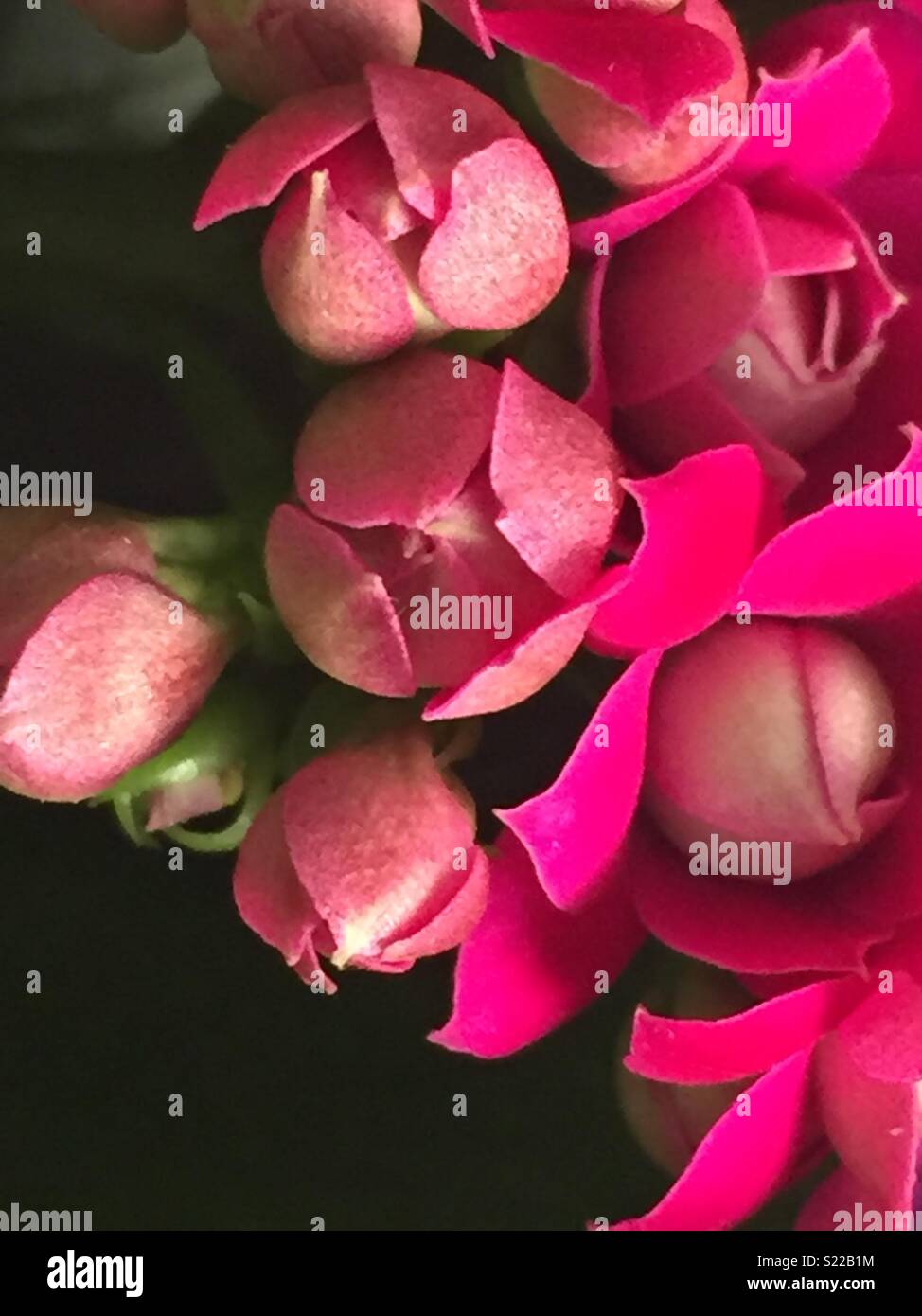 Flower buds opening hi-res stock photography and images - Alamy