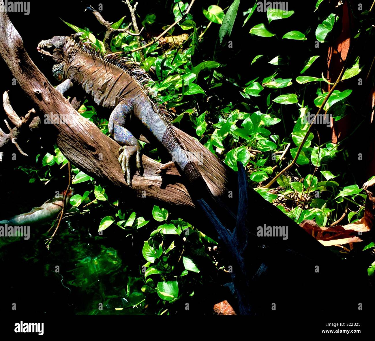 Green Iguana in tree Stock Photo - Alamy