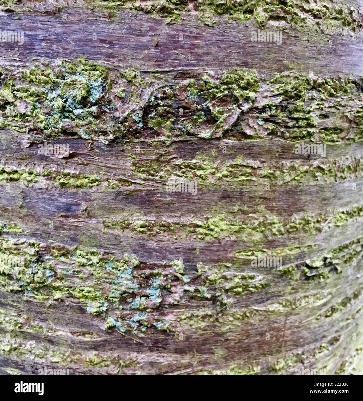 Tree trunk with algae hi-res stock photography and images - Alamy