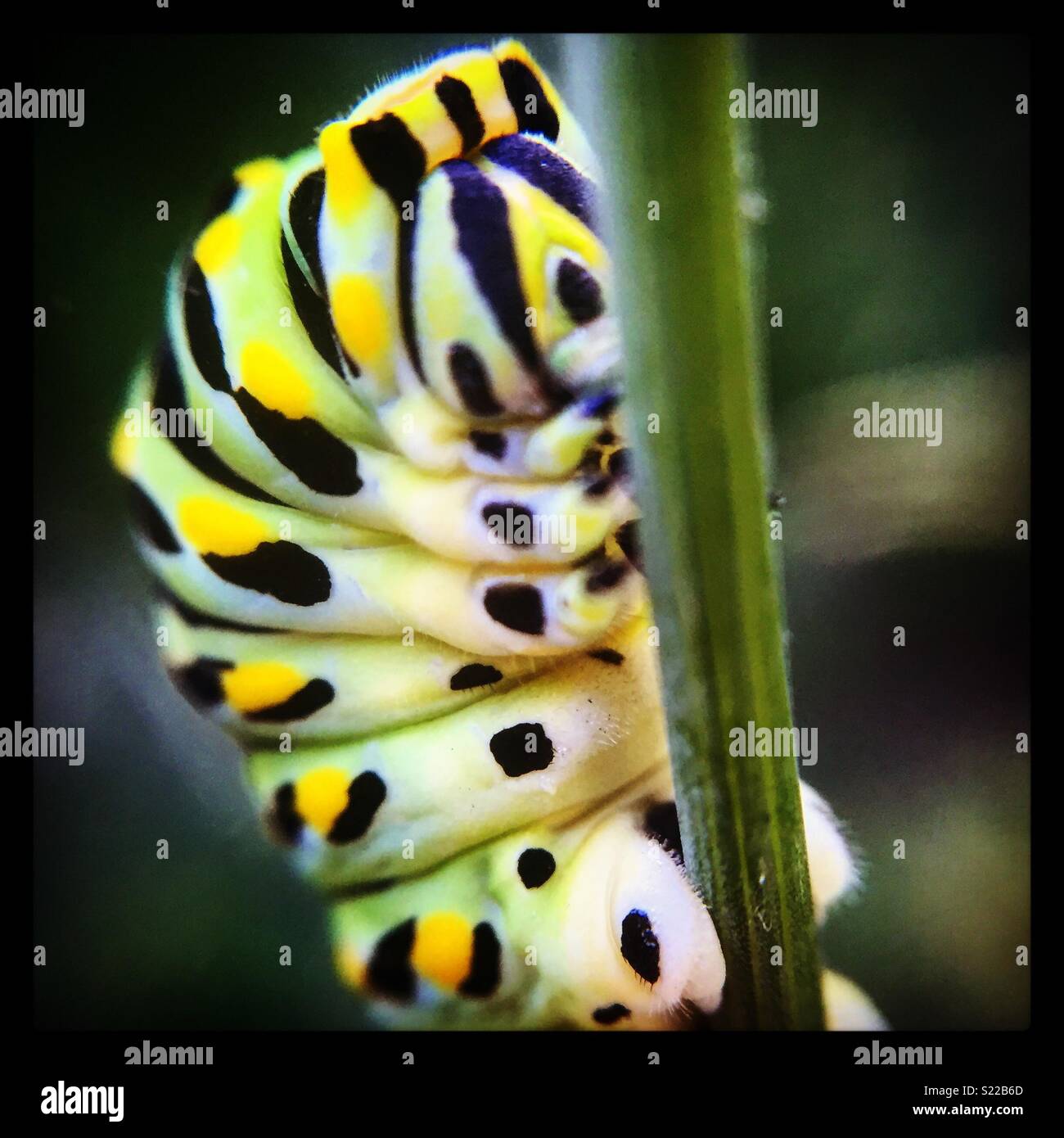 Caterpillar face hi-res stock photography and images - Alamy