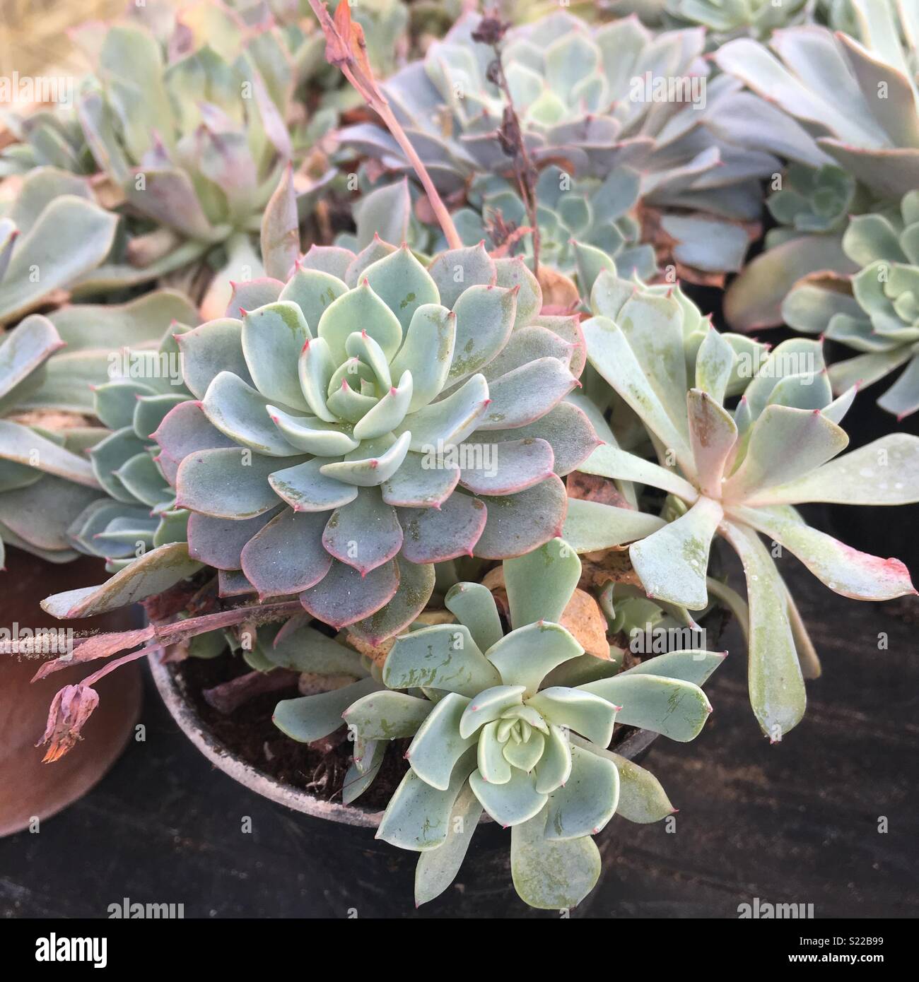 Succulents hi-res stock photography and images - Alamy
