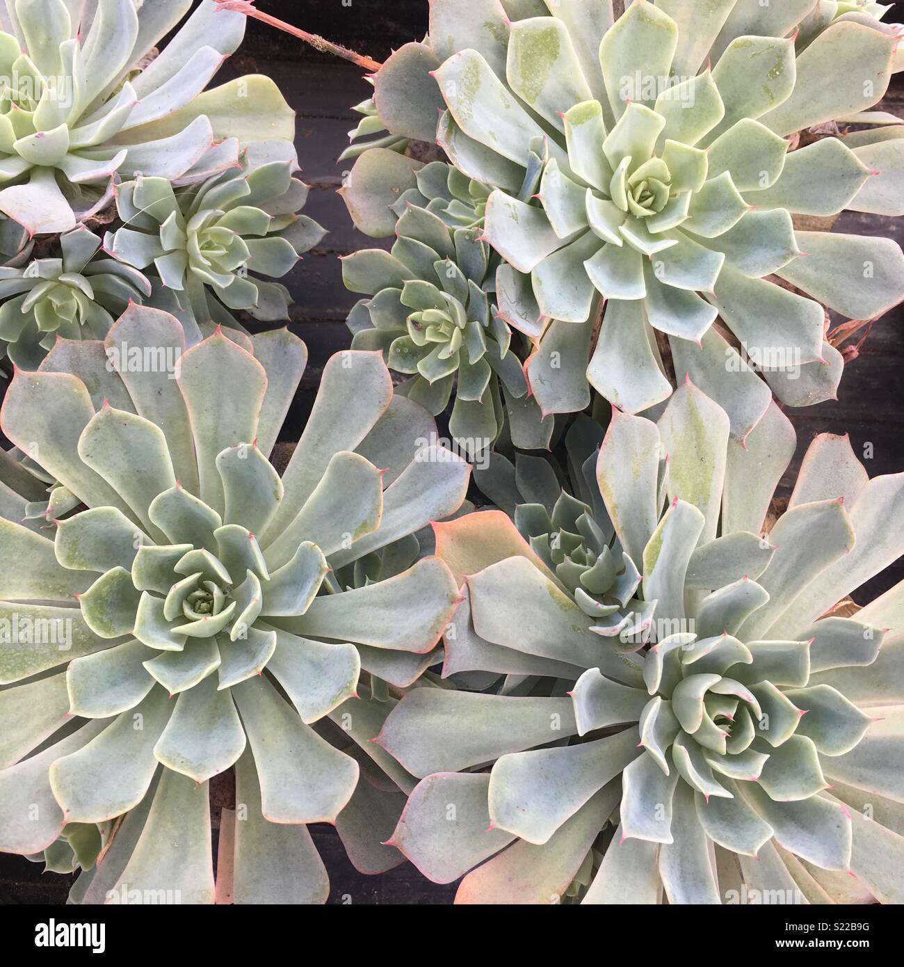 Succulents from above Stock Photo - Alamy