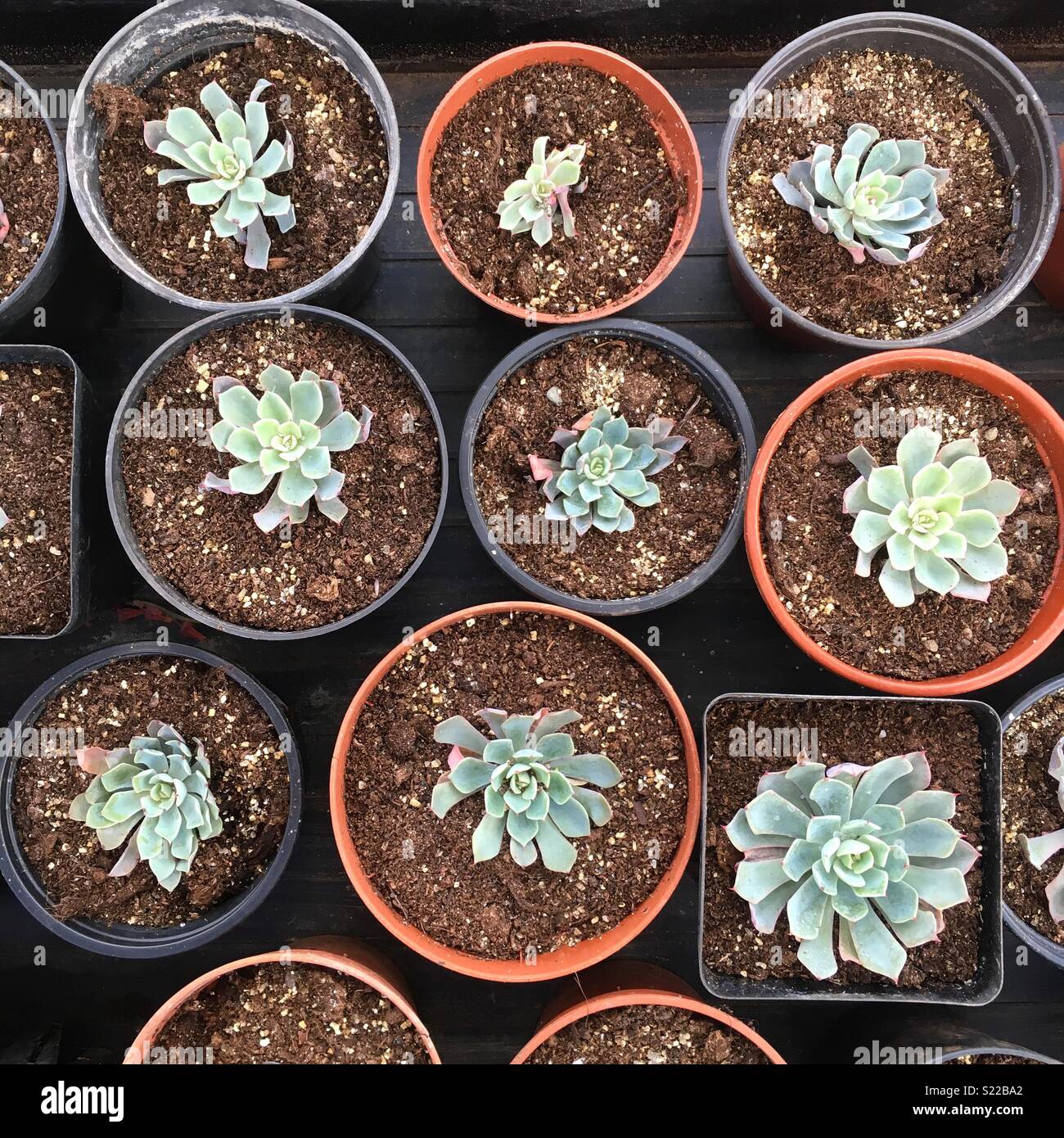 Growing succulents hi-res stock photography and images - Alamy