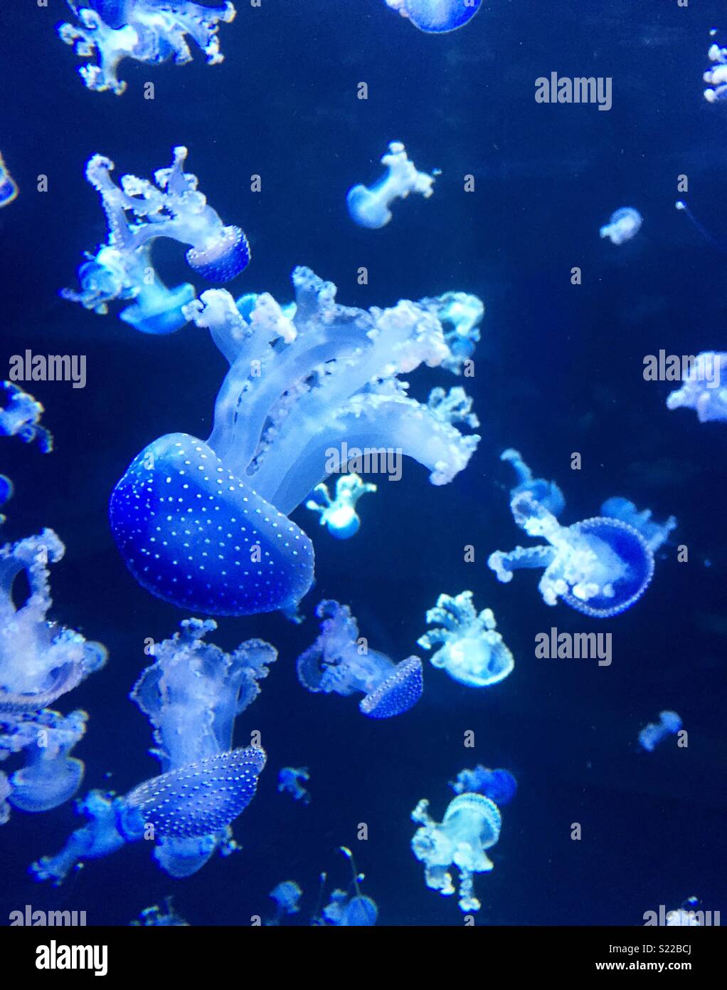 Blue jelly fish hi-res stock photography and images - Alamy