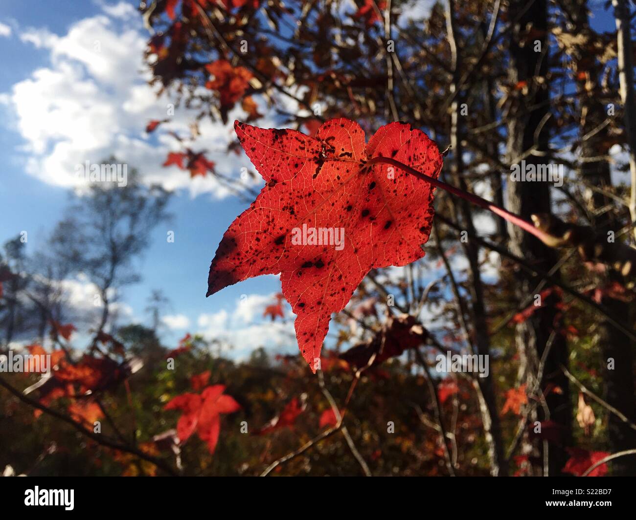 Red leaf, fall foliage Stock Photo - Alamy